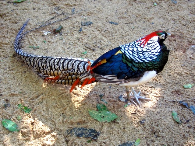 Natura Parc: Los Faisanes de Zoo Natura Parc